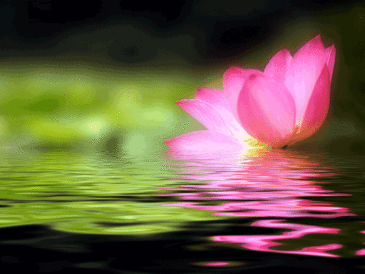 lotus-gif-1